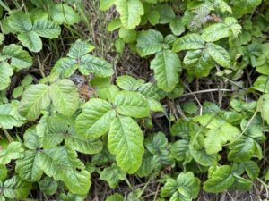 Plants That Cause Rashes A Comprehensive Guide | Health & Style Plus